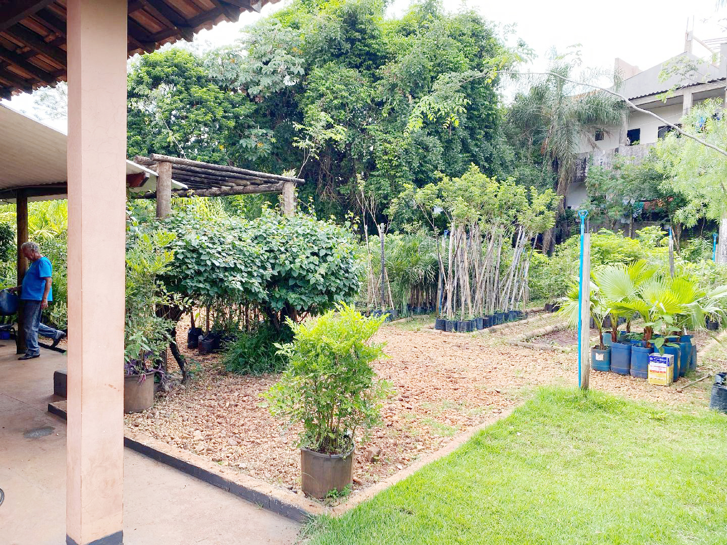 Horto distribuiu mais de nove mil mudas este ano - Tribuna Ribeirão